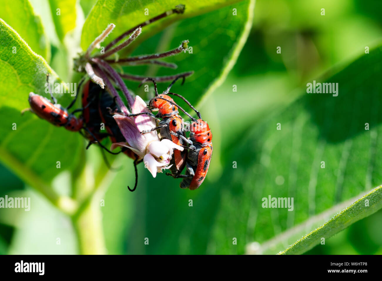 Red Milkweed Beetle (Tetraopes tetrophthalmus) in the family ...