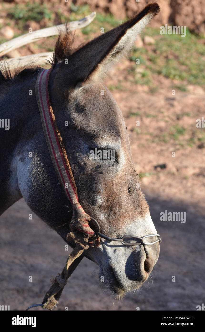 Draft donkeys in the Hissar mountains, Pamir-Alay range, southeastern ...