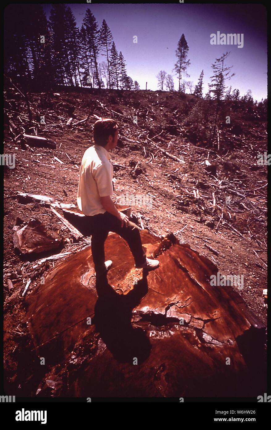 INDISCRIMINATE LOGGING HAS DESTROYED TIMBER ON SLOPES OF THE REDWOOD ...
