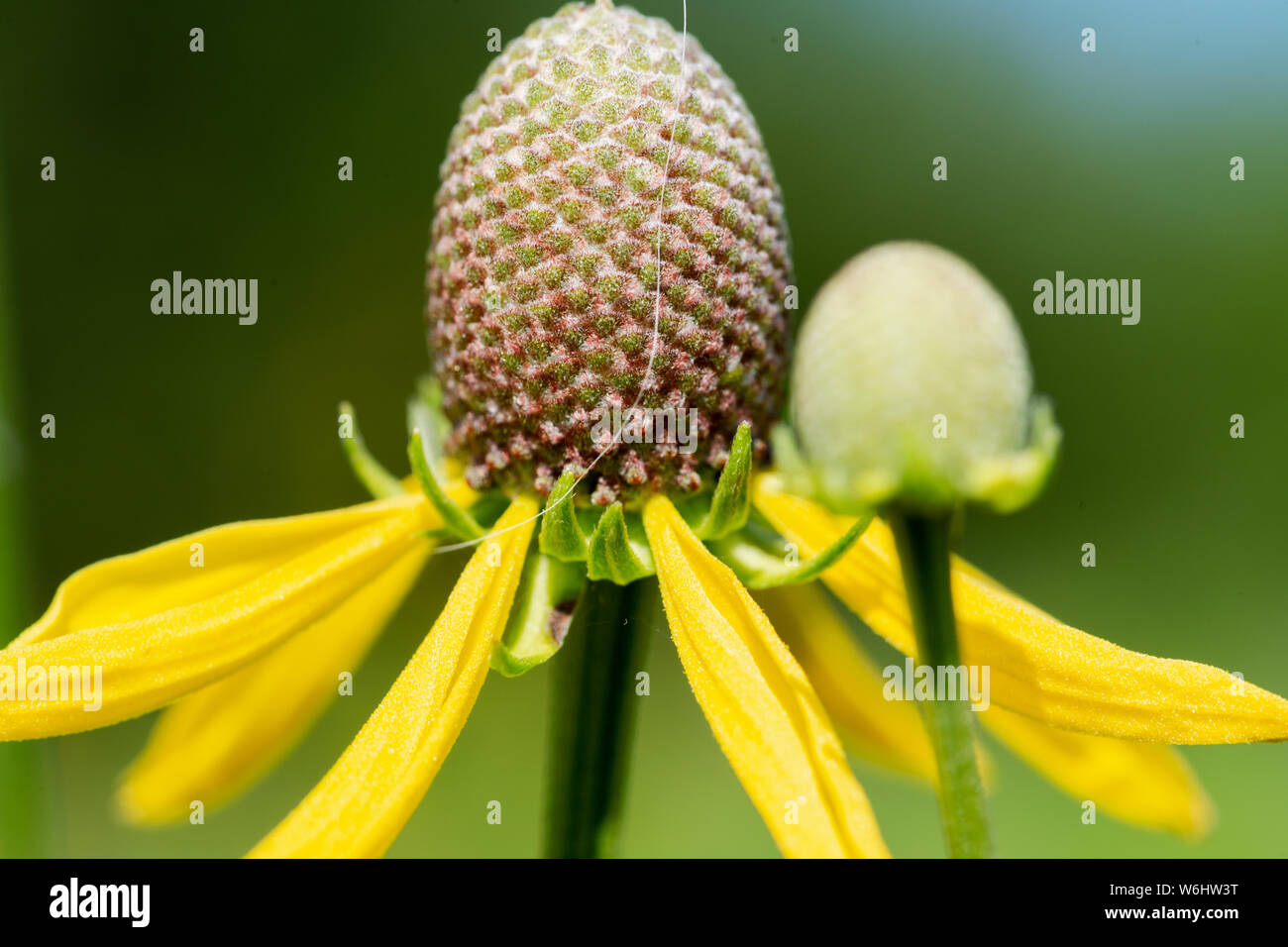Bright Yellow Cutleaf Coneflower in the prairie field. Rudbeckia ...
