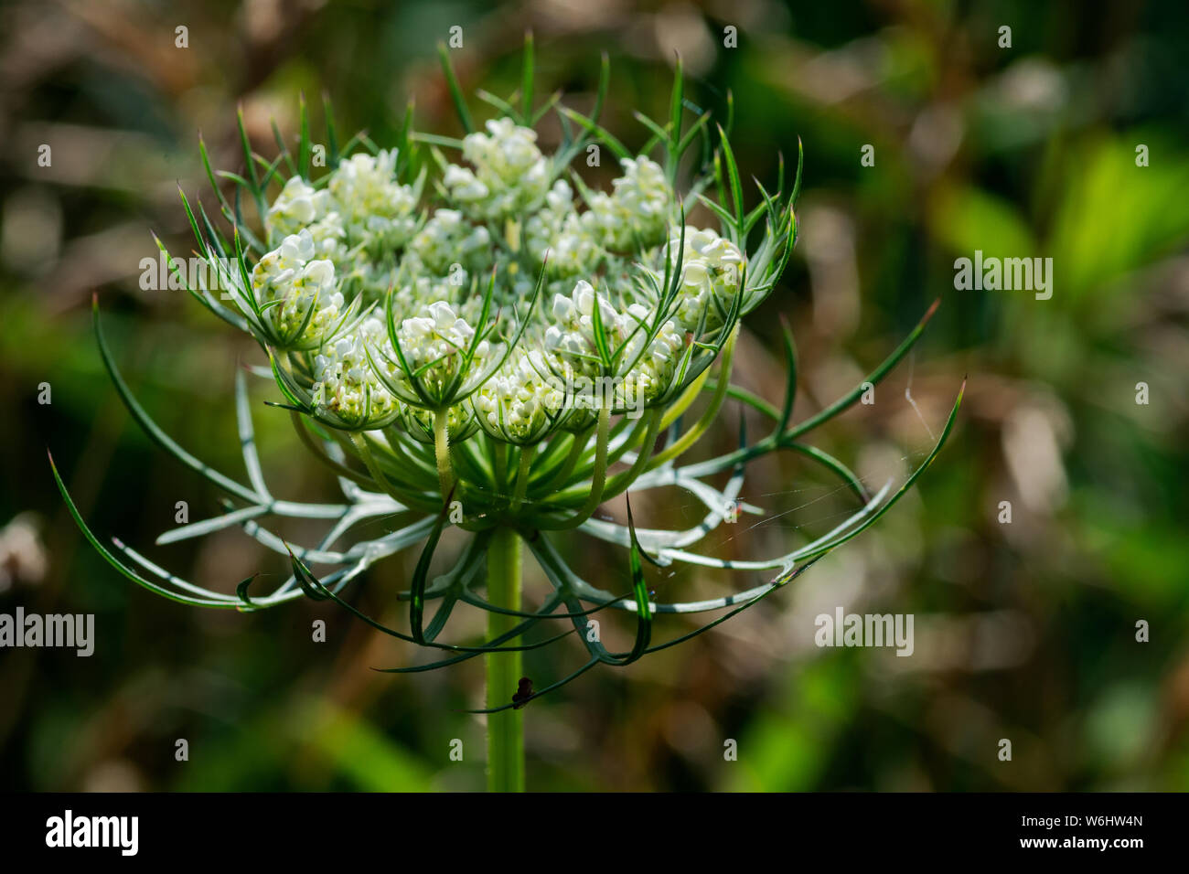 Macro shot of Queen Anne’s lace (Wild Carrot) flower in the prairie ...
