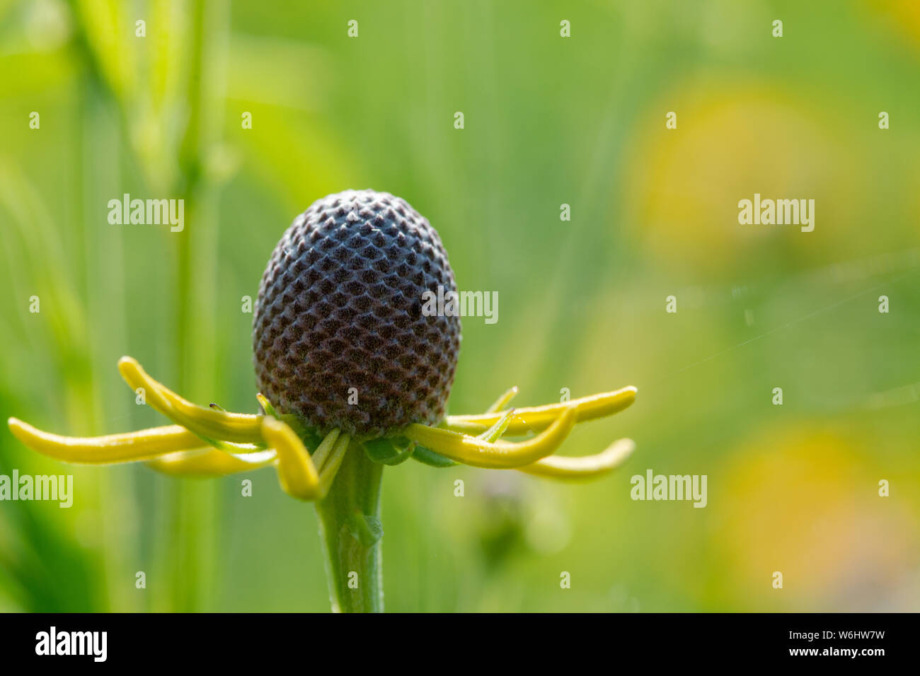 Bright Yellow Cutleaf Coneflower in the prairie field. Rudbeckia ...