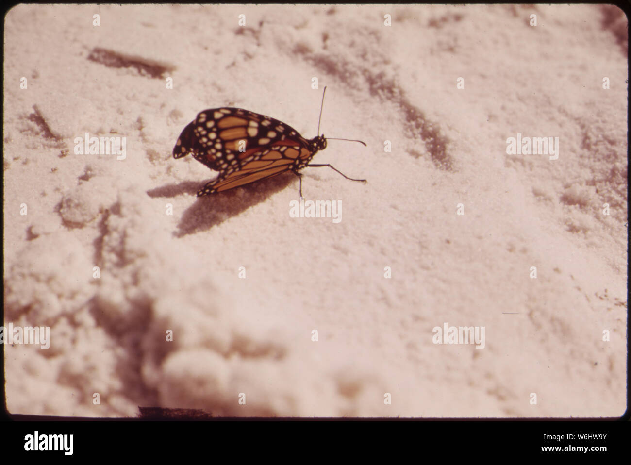 Injured butterfly hi-res stock photography and images - Alamy
