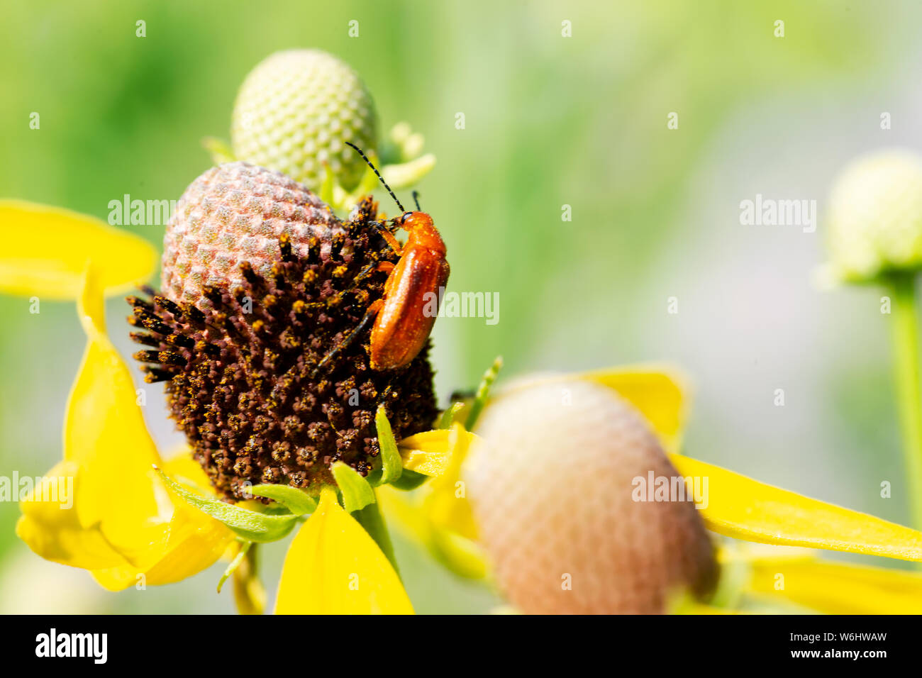 Bright Yellow Cutleaf Coneflower in the prairie field. Rudbeckia ...