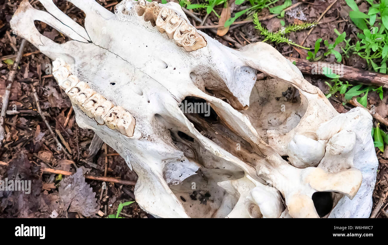 Panorama frame Close up view of the white skull of a dead animal ...