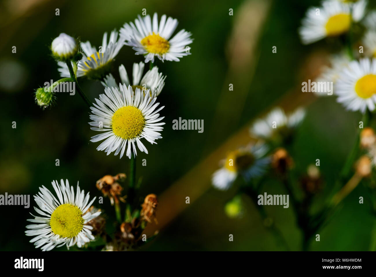 Blooming White Wild Daisy Flowers in the prairie field of the sanctuary ...