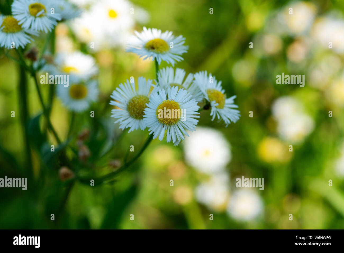 Blooming White Wild Daisy Flowers in the prairie field of the sanctuary ...