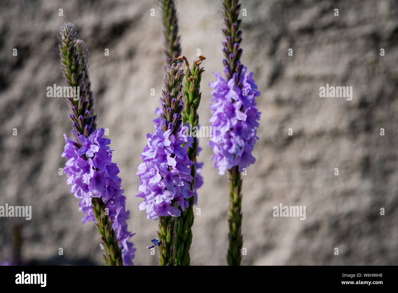 Verbena hastata (American Vervain, Blue Vervain, Simpler's Joy or Swamp ...