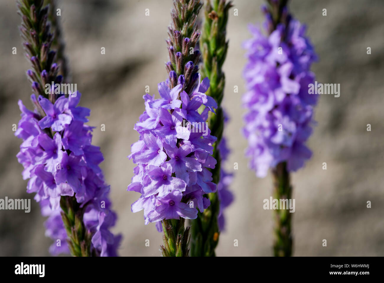 Verbena hastata (American Vervain, Blue Vervain, Simpler's Joy or Swamp ...