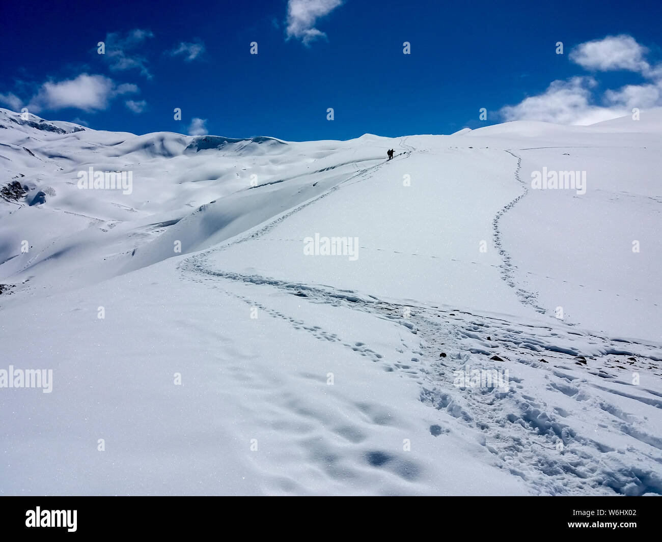 Taking photos of Snow leopard in High altitude of Himalayan range of ...