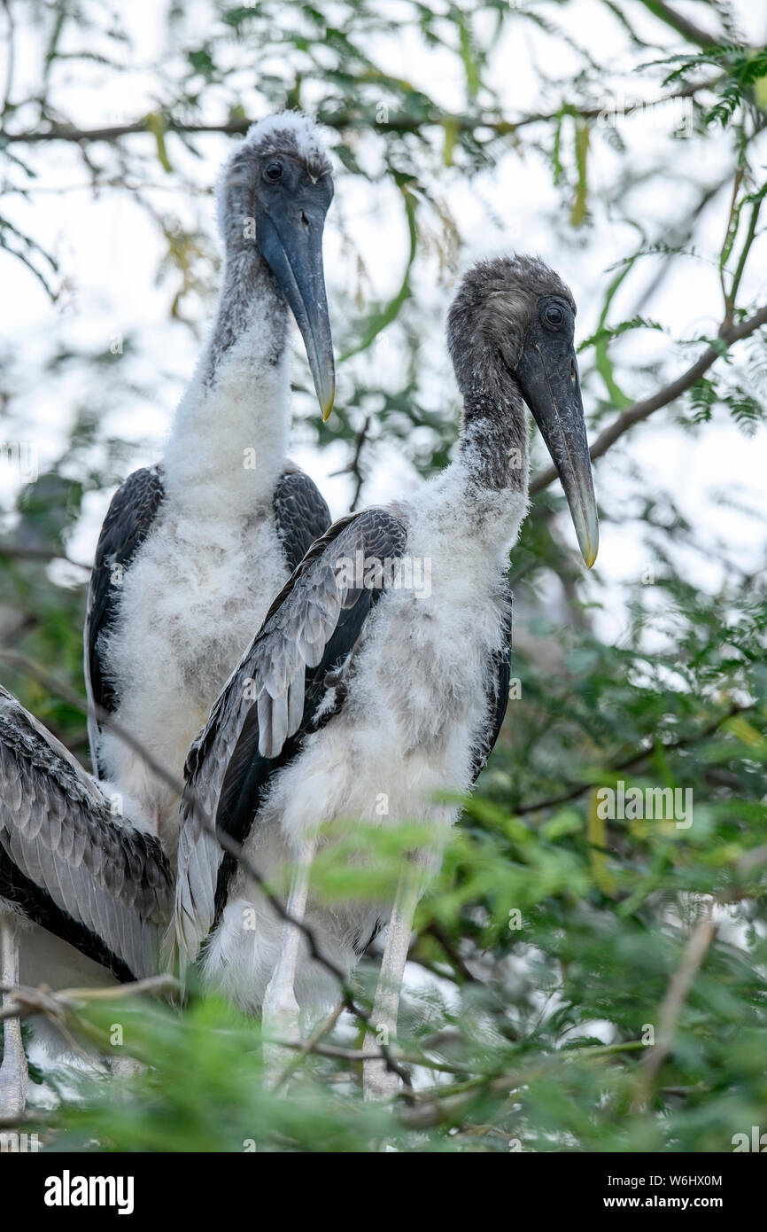 Pinted stork bird in Koonthankulan Bird Sanctuary is a protected area ...