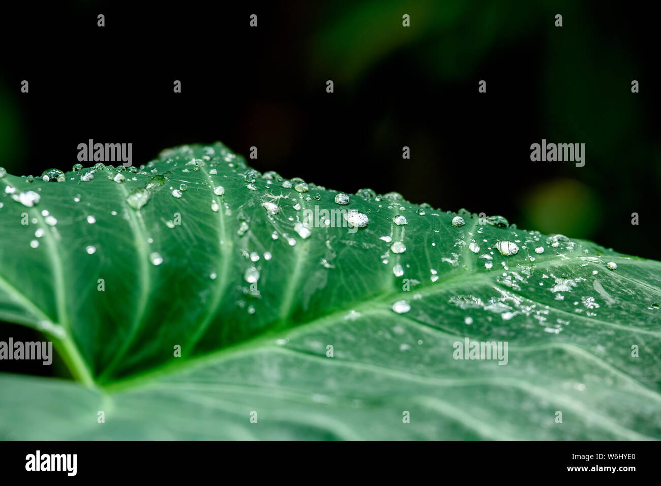 Drop of dew in morning on leaf with sun light Stock Photo - Alamy