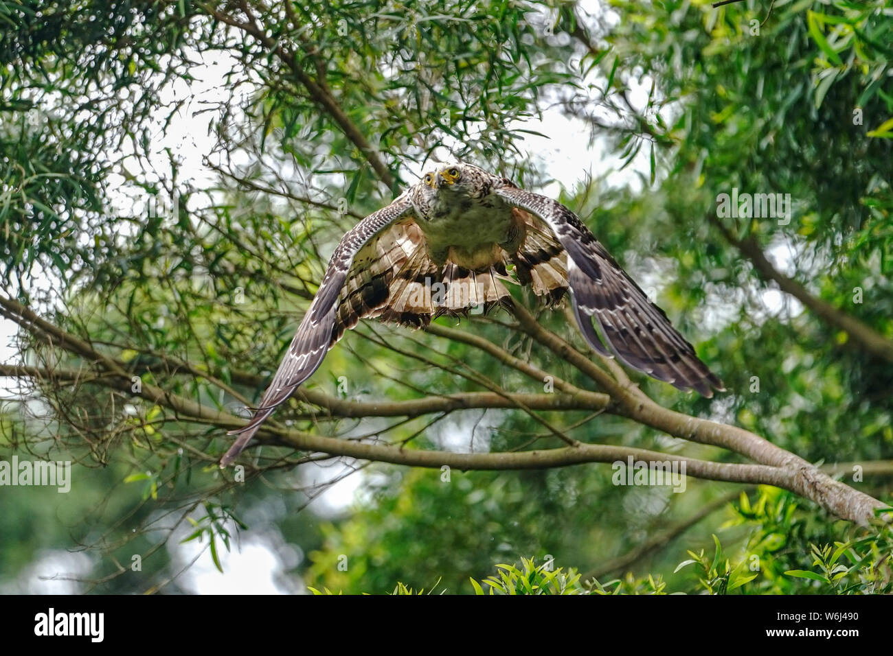 Crested serpent eagle Stock Photo - Alamy