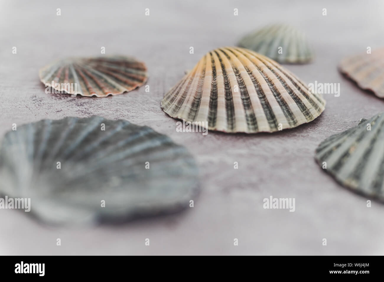 group of colorful seashells on gray background, collection of shells ...