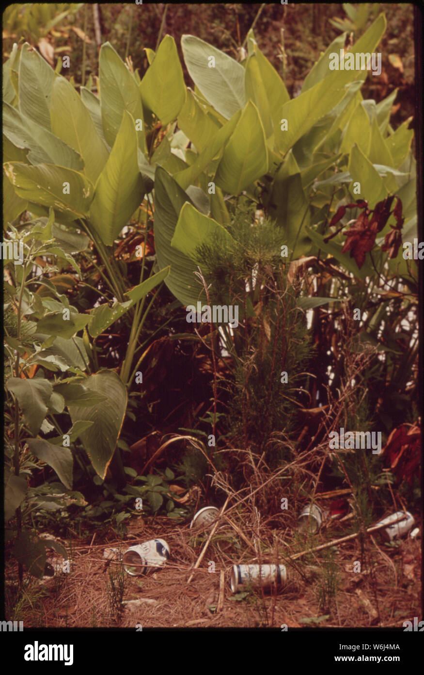 LITTER LEFT BY VISITORS IN THE TAMIAMI CANAL AREA BESIDE EVERGLADES ...