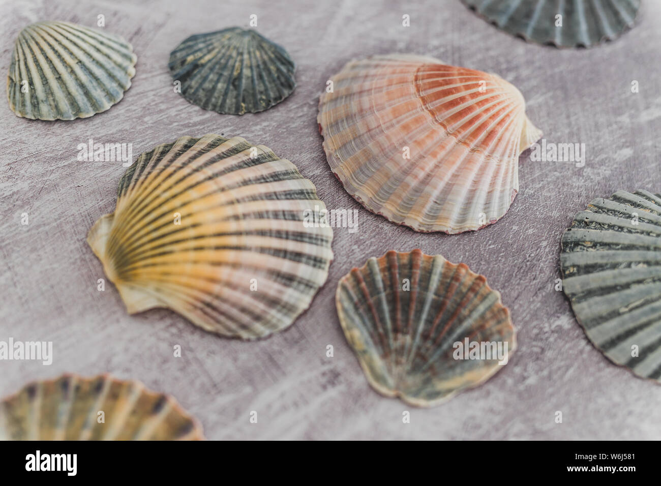 group of colorful seashells on gray background, collection of shells ...