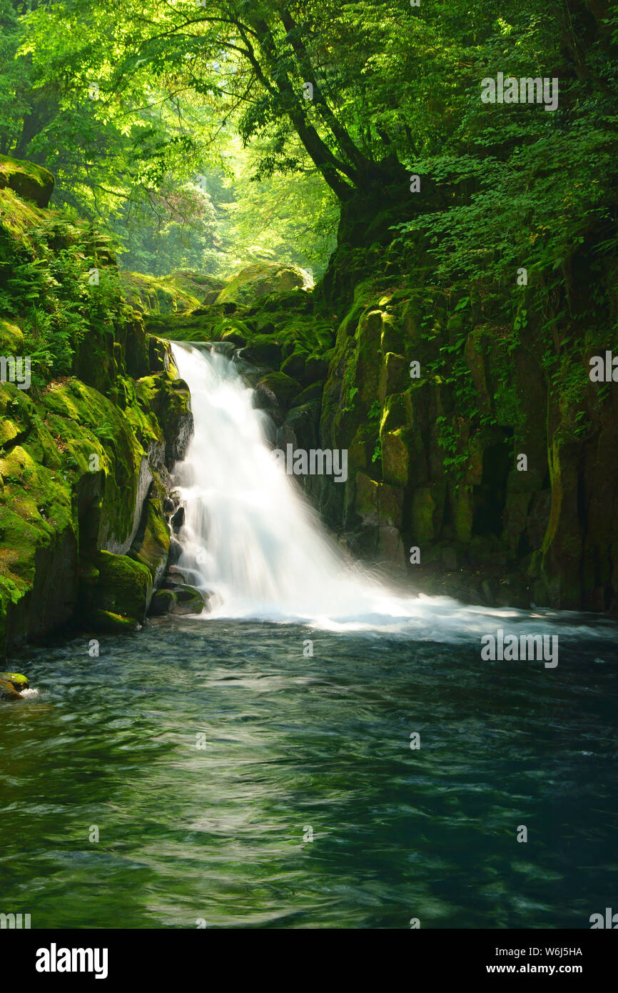 Fresh green Kikuchi Gorge, Kumamoto Prefecture, Japan Stock Photo - Alamy