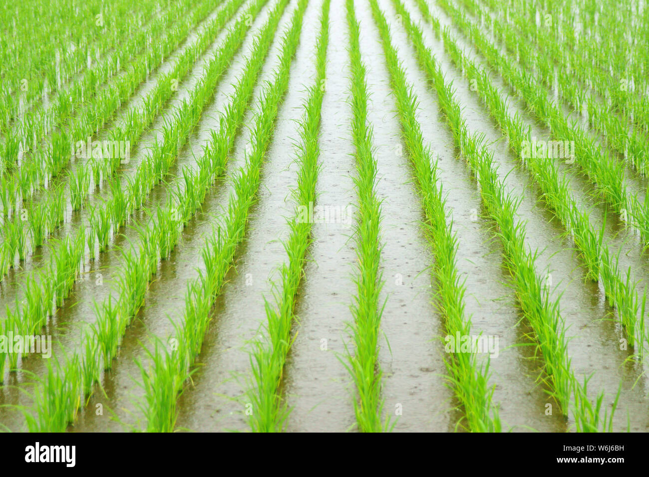 Paddy field in rain hi-res stock photography and images - Alamy