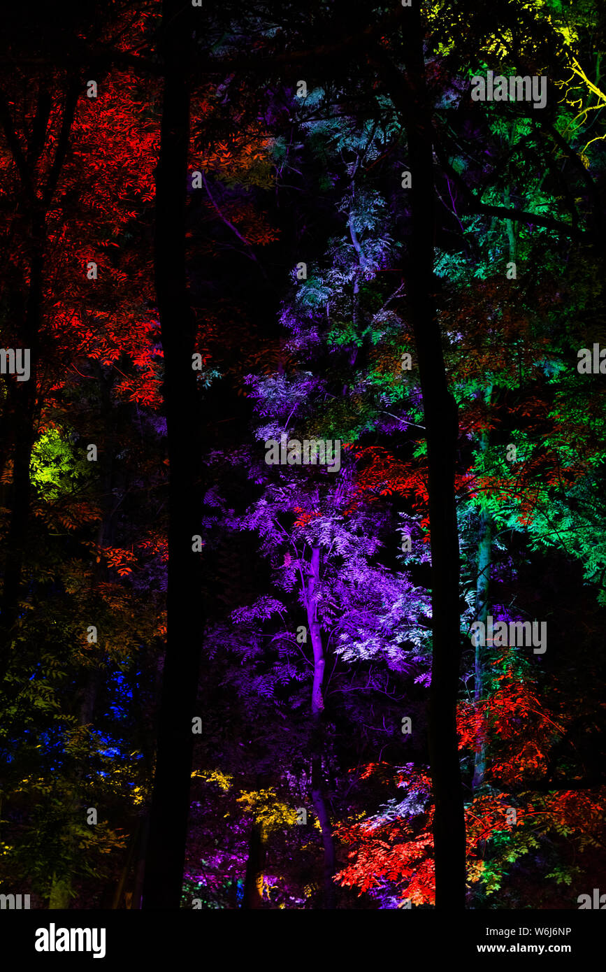 Illuminated red leaves in hi-res stock photography and images - Alamy