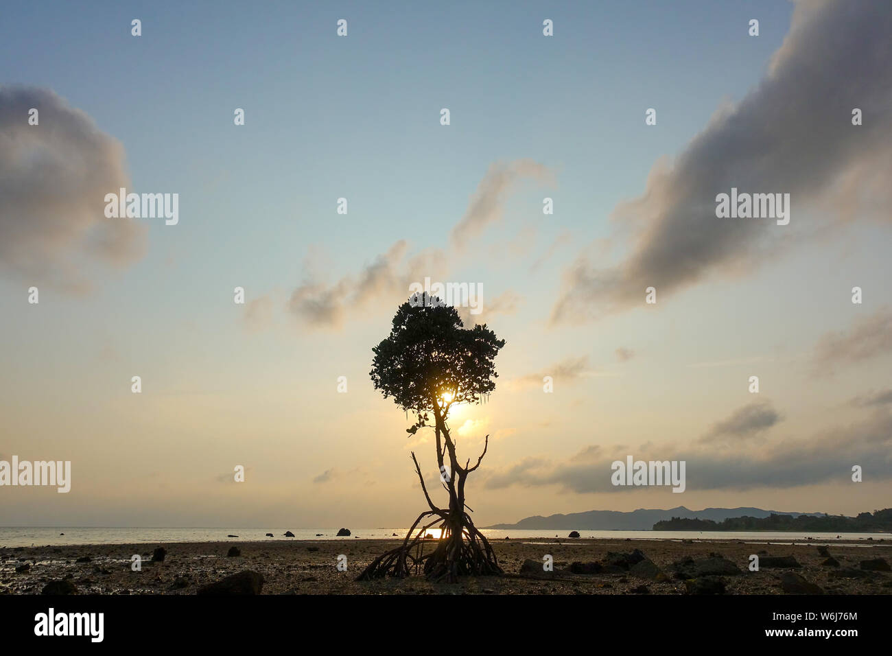 Young tree of mangrove at sunset Stock Photo - Alamy