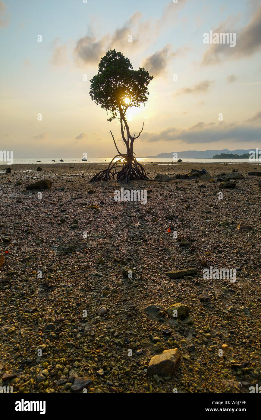 Young tree of mangrove at sunset Stock Photo - Alamy