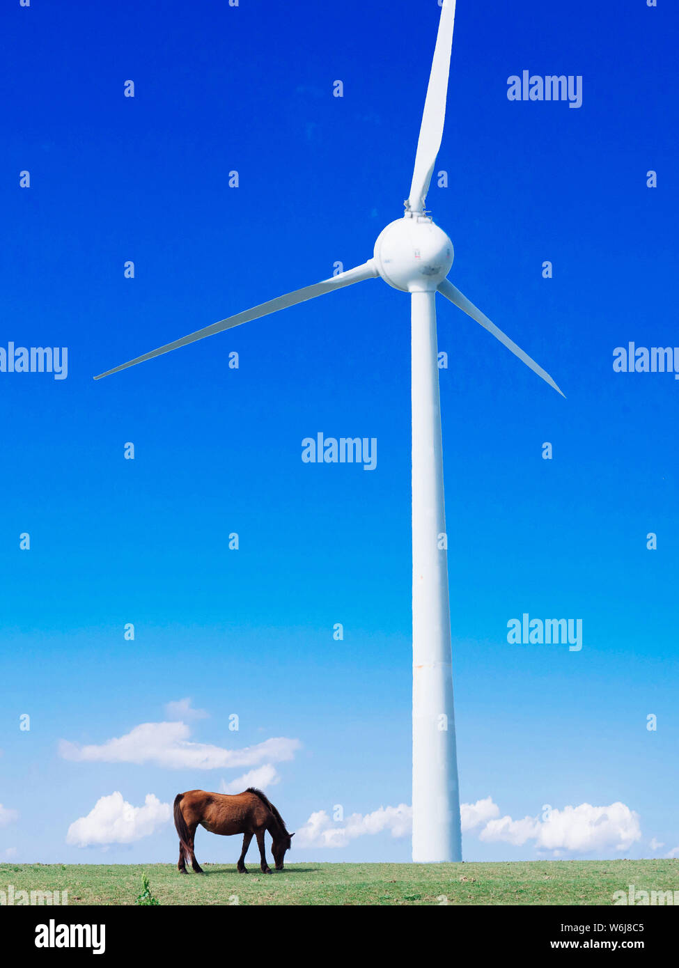 Horse and wind turbine Stock Photo - Alamy