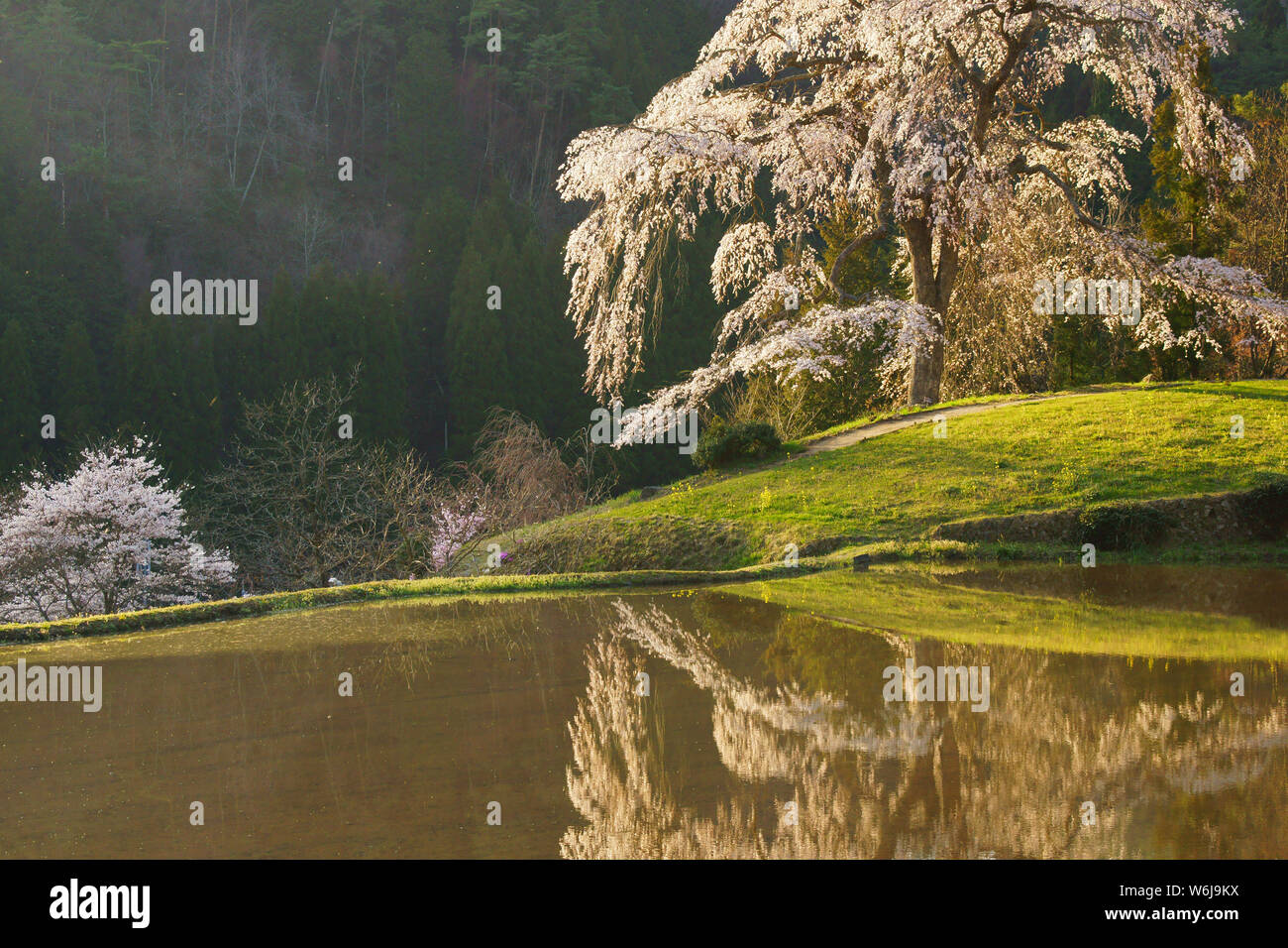 Weeping cherry tree in Yoichino, Hiroshima Prefecture, Japan Stock ...