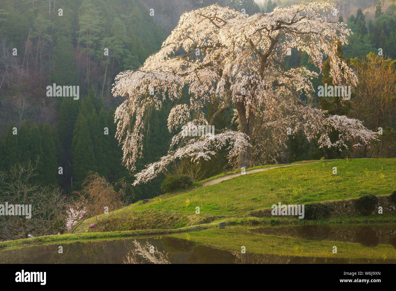 Weeping cherry tree in Yoichino, Hiroshima Prefecture, Japan Stock ...
