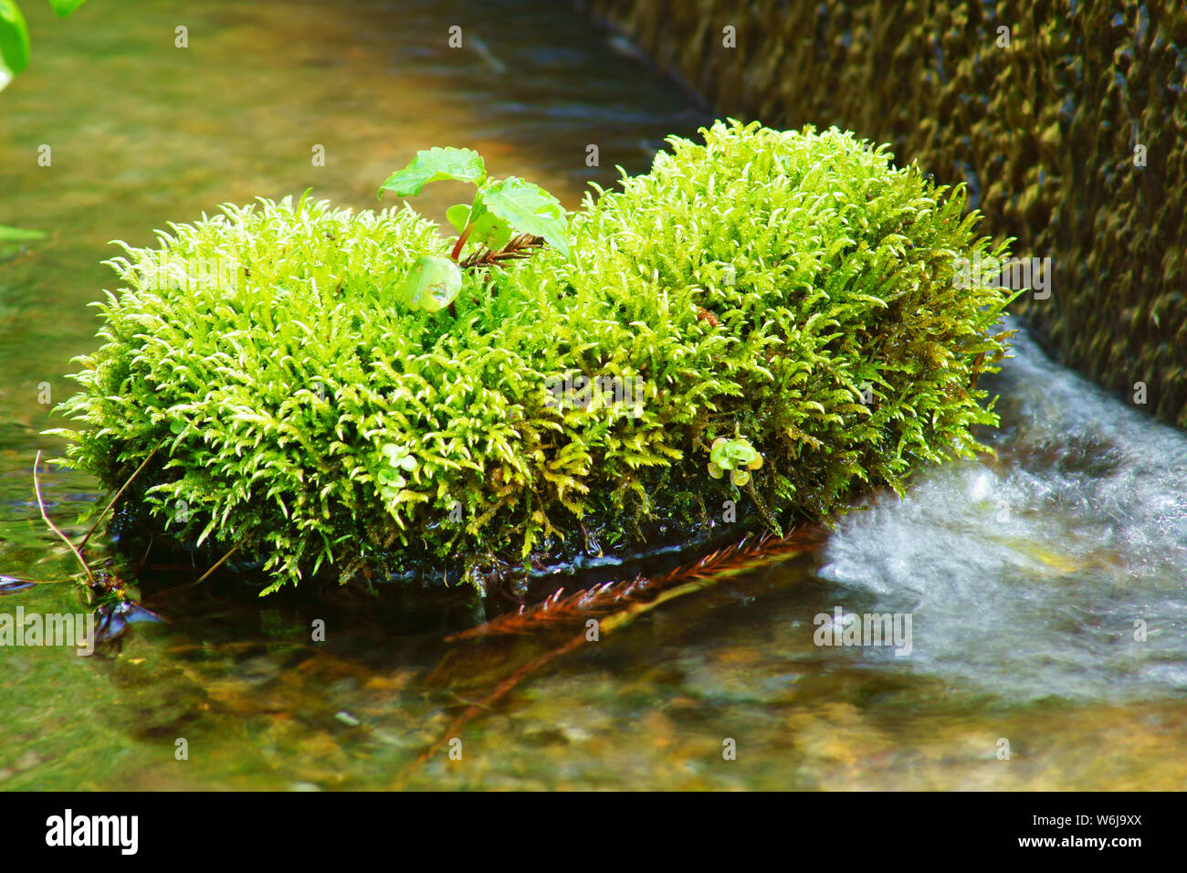 Moss and spring water Stock Photo - Alamy