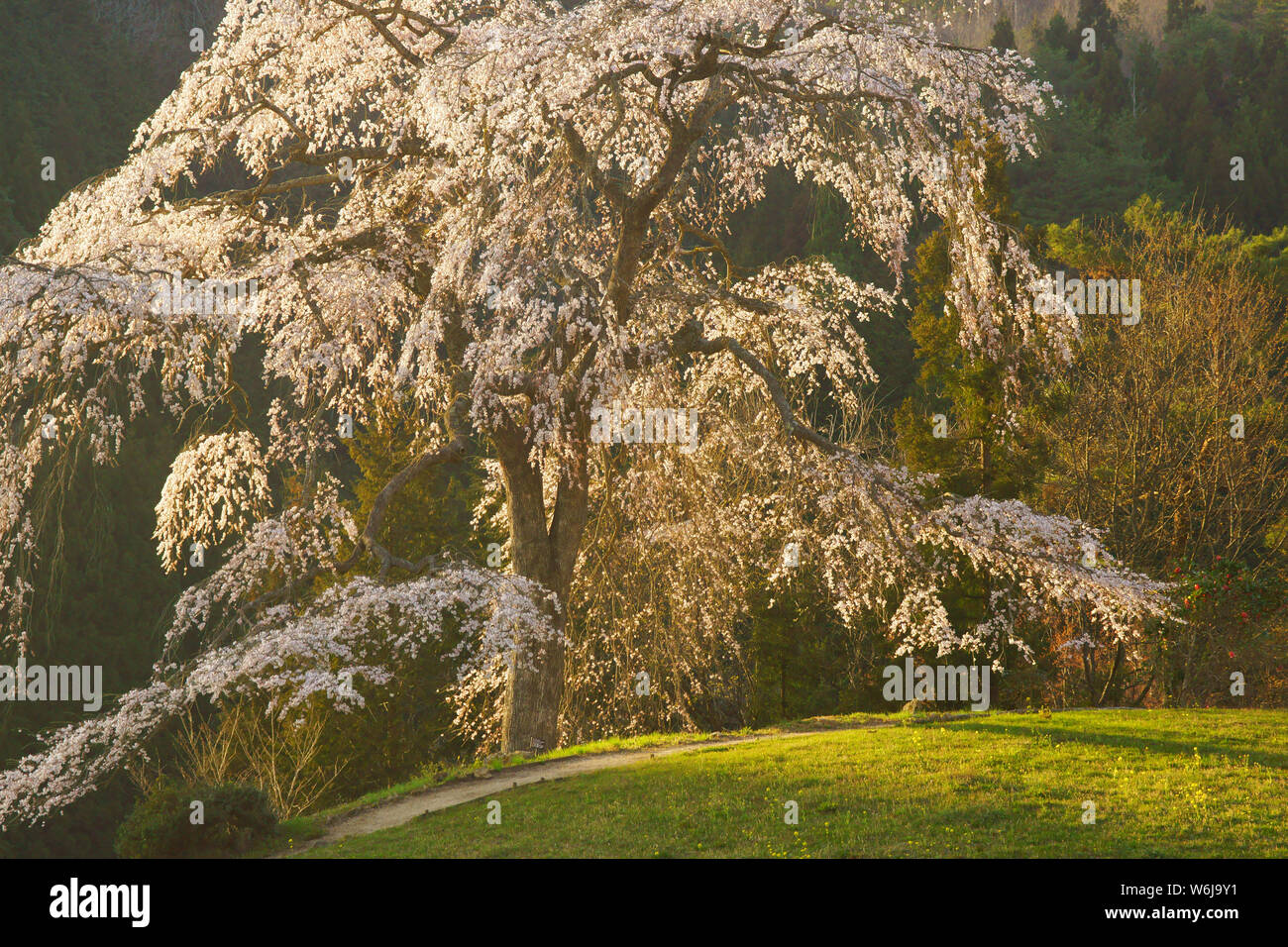 Weeping cherry tree in Yoichino, Hiroshima Prefecture, Japan Stock ...