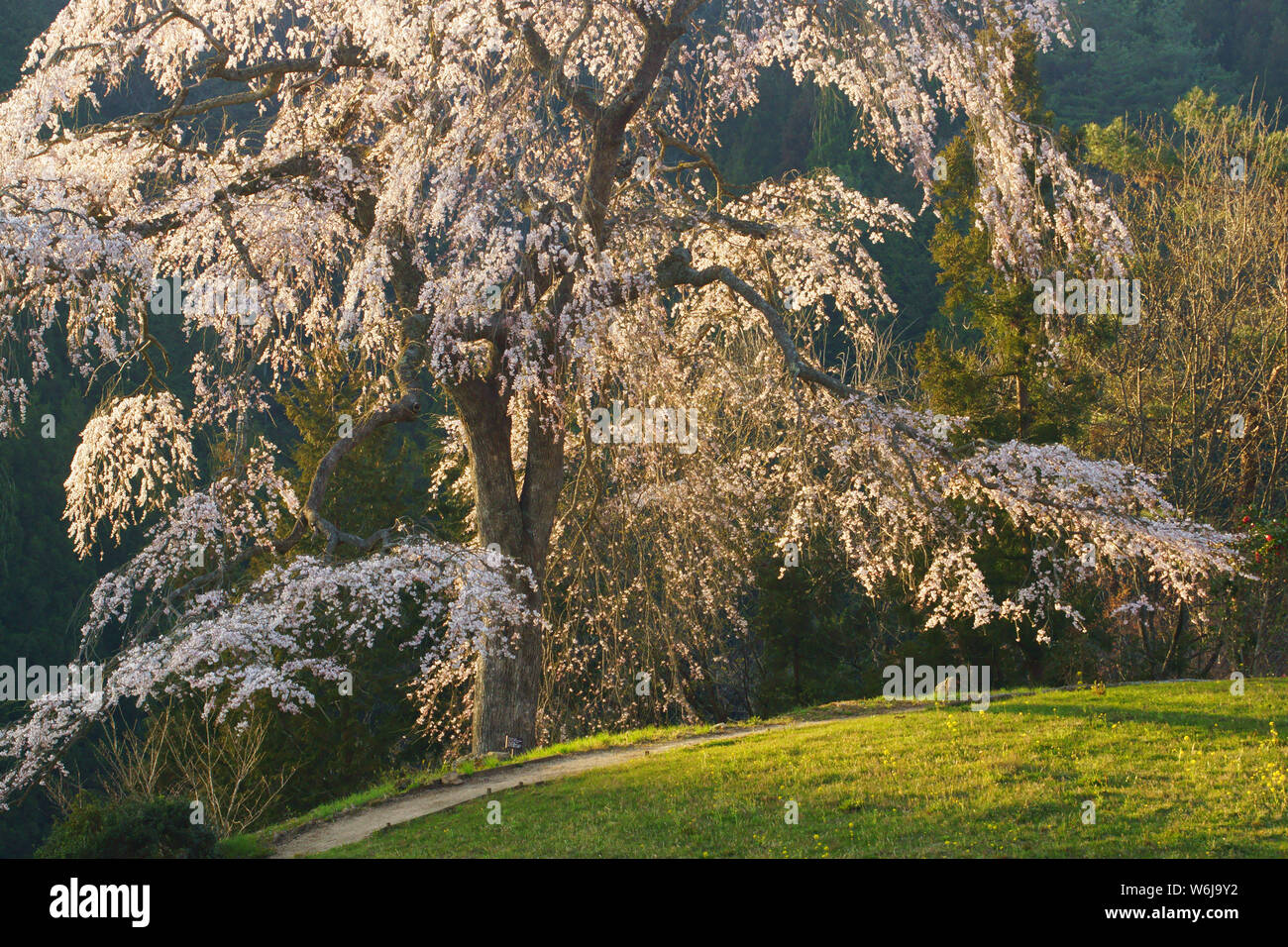 Weeping cherry tree in Yoichino, Hiroshima Prefecture, Japan Stock ...