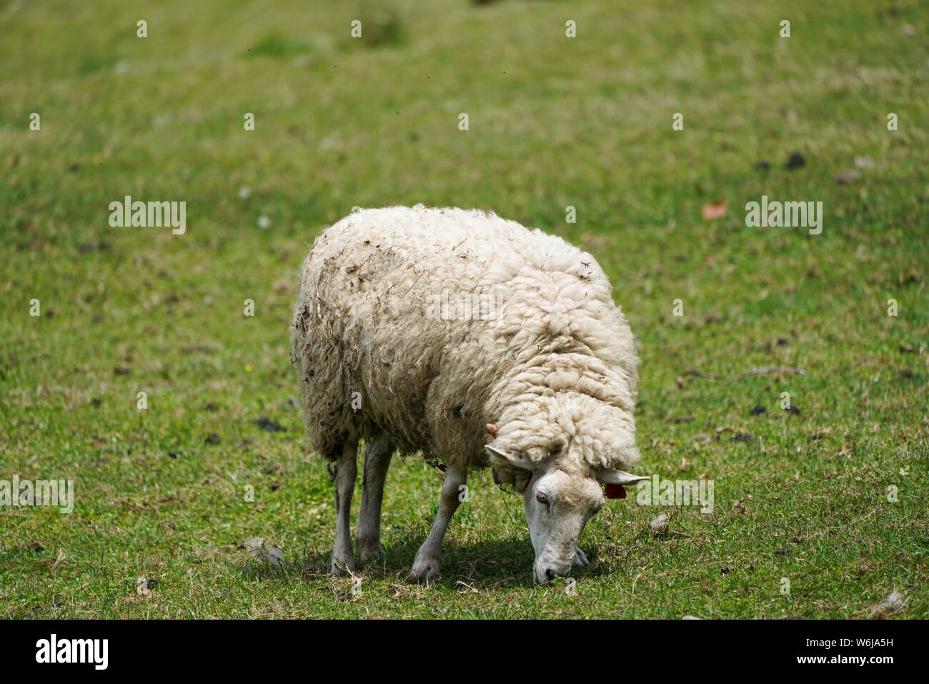 Signs of spring sheep hi-res stock photography and images - Alamy