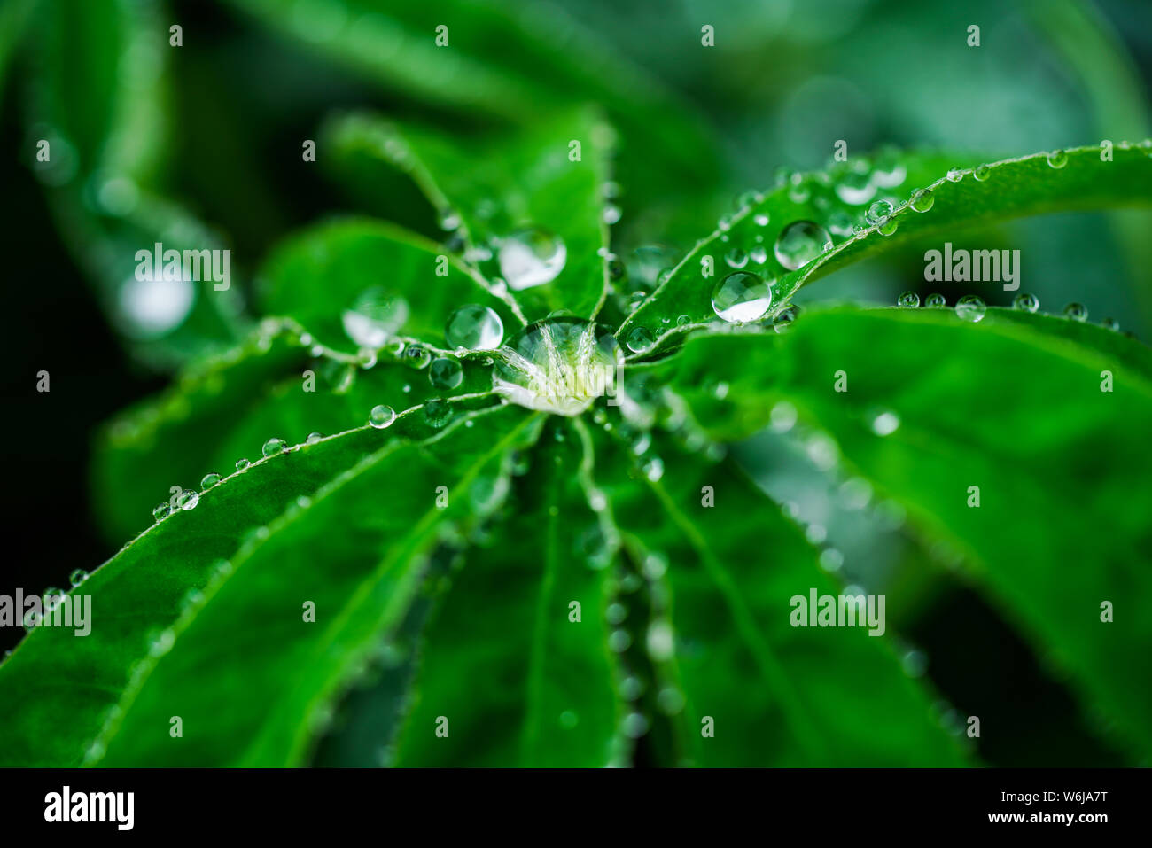 Water drop on grass Stock Photo - Alamy