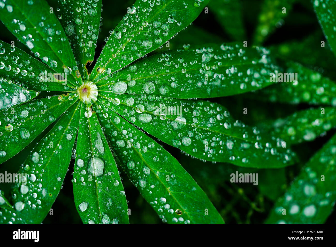 Water drop on grass Stock Photo - Alamy