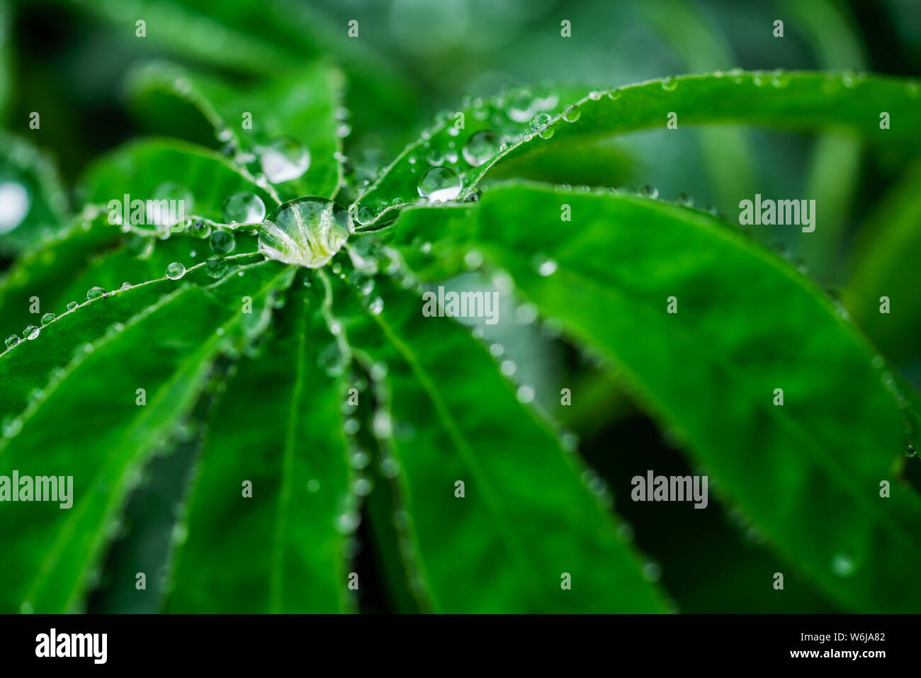 Water drop on grass Stock Photo - Alamy