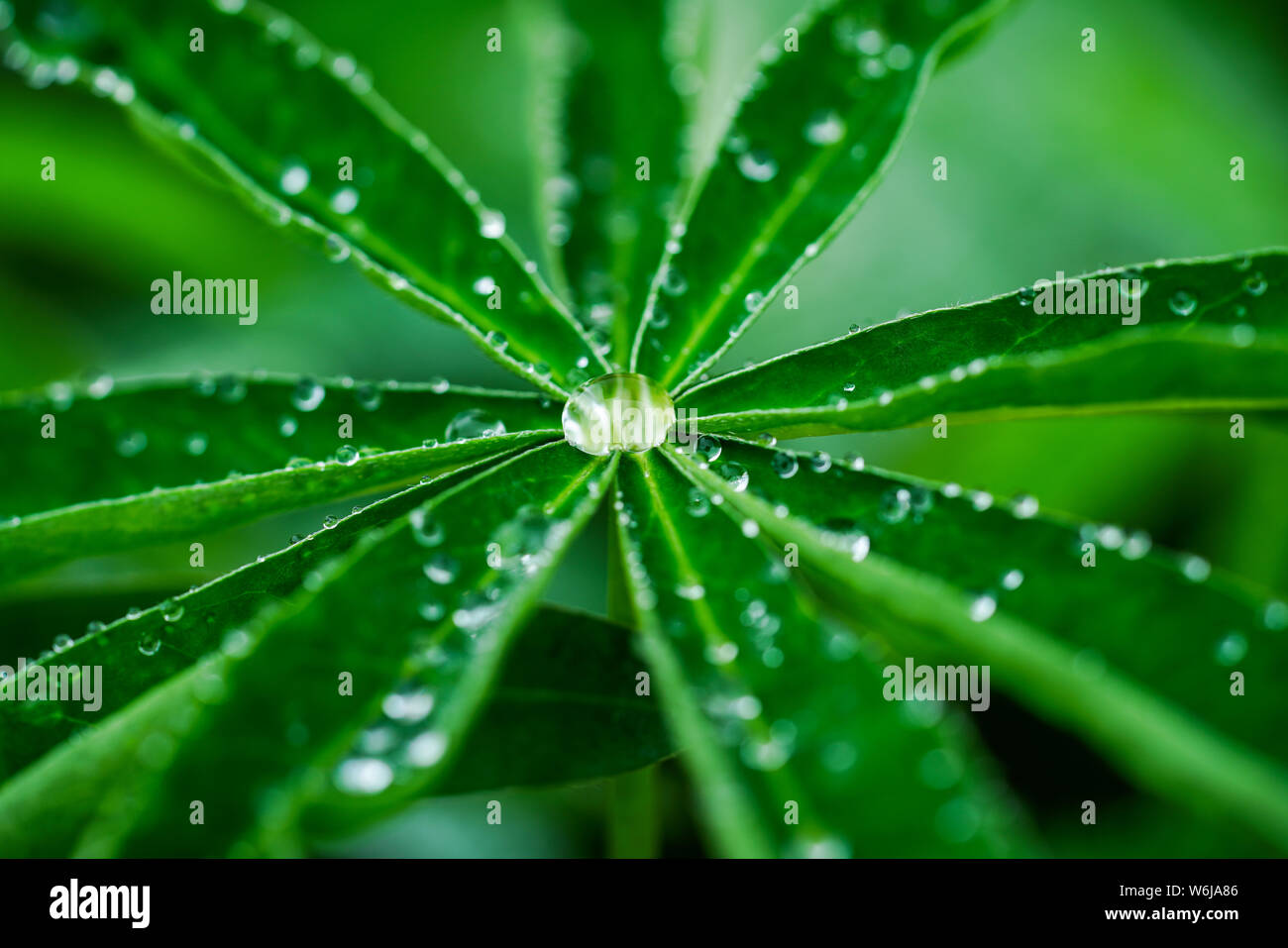 Water drop on grass Stock Photo - Alamy
