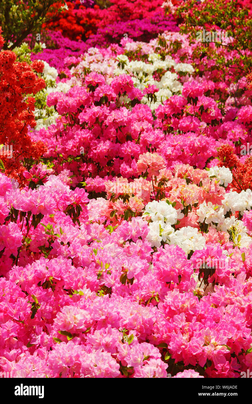 Kikuchi gun hi-res stock photography and images - Alamy