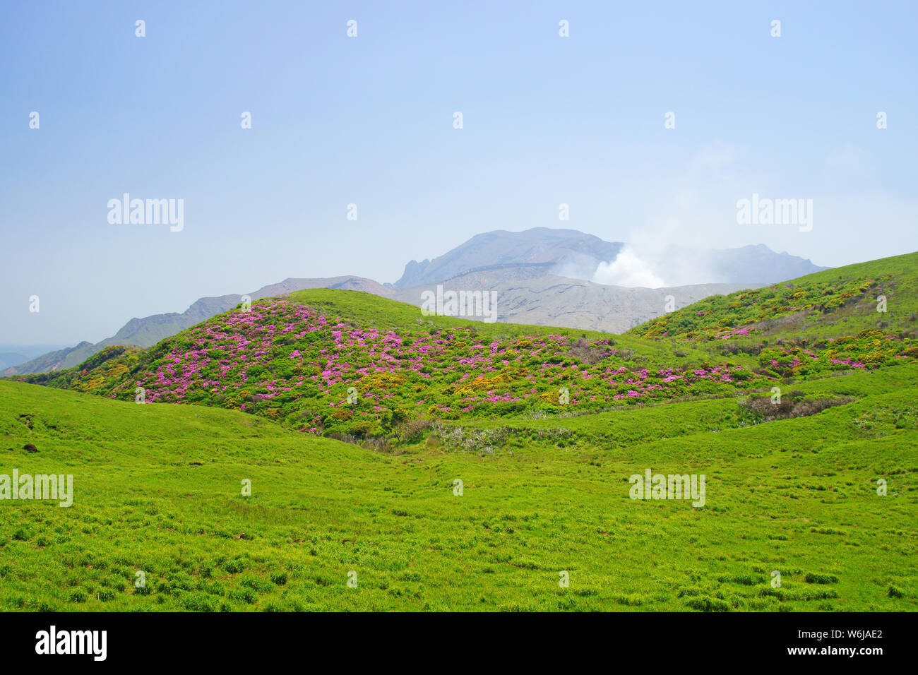 Kyushu azalea hi-res stock photography and images - Alamy