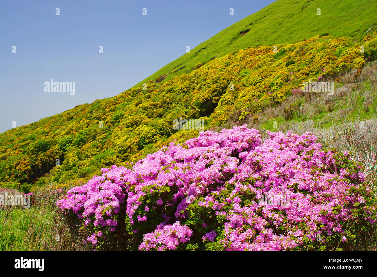 Kyushu azalea hi-res stock photography and images - Alamy