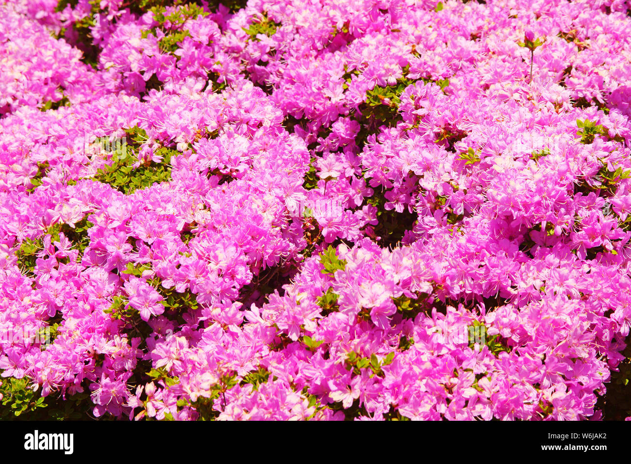 Kyushu azalea hi-res stock photography and images - Alamy