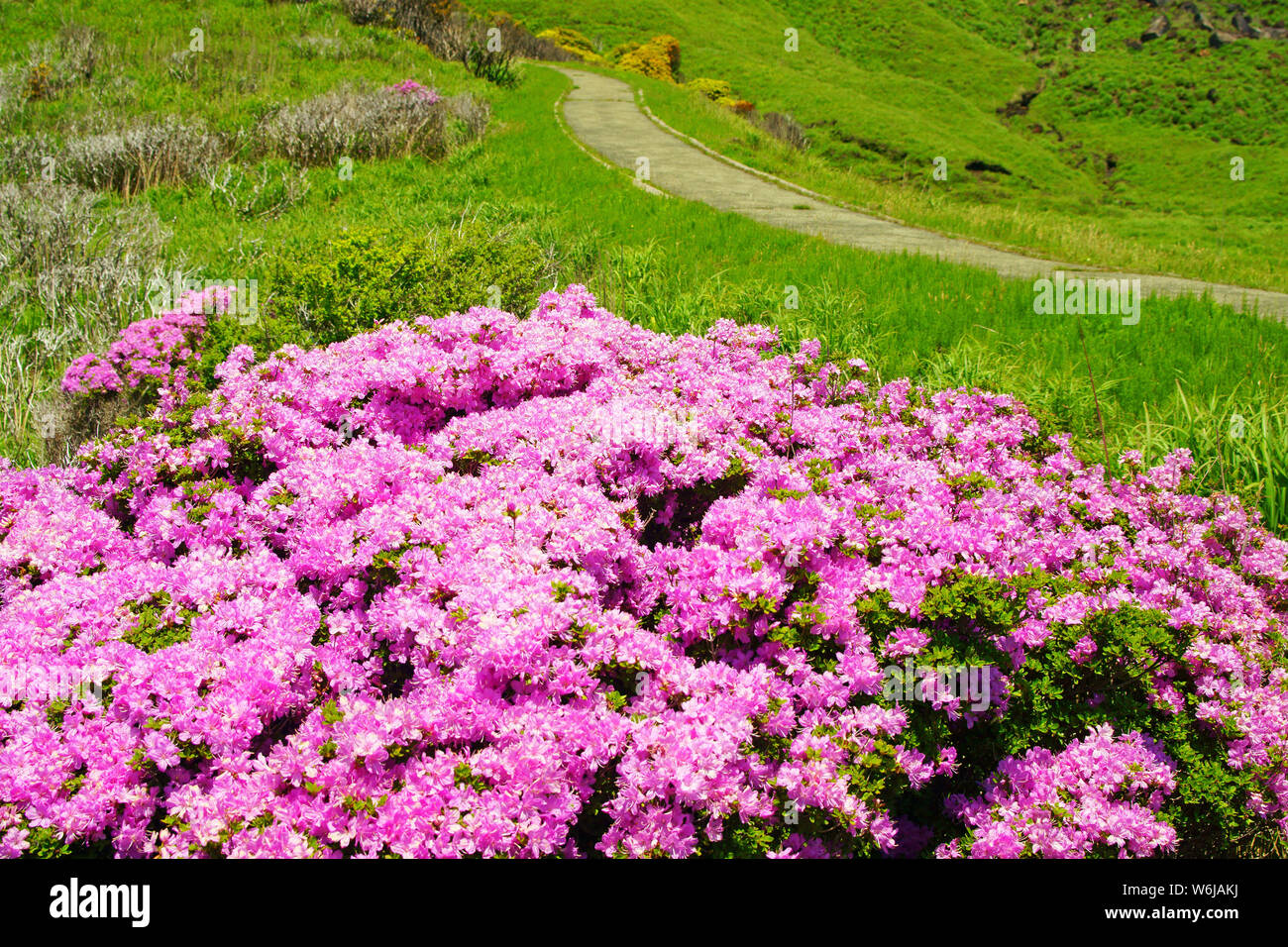 Kyushu azalea hi-res stock photography and images - Alamy