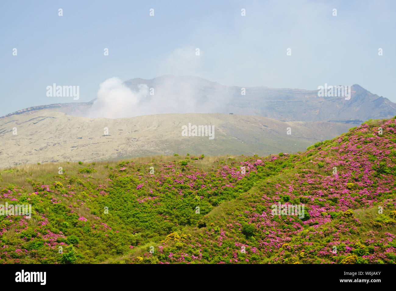 Kyushu azalea hi-res stock photography and images - Alamy