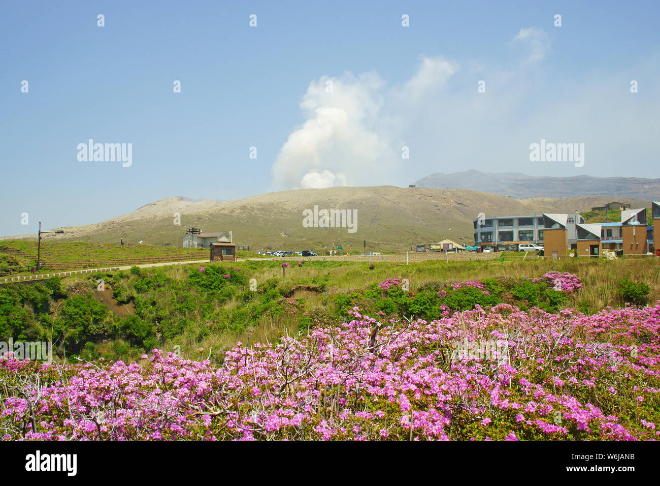Kyushu azalea hi-res stock photography and images - Alamy