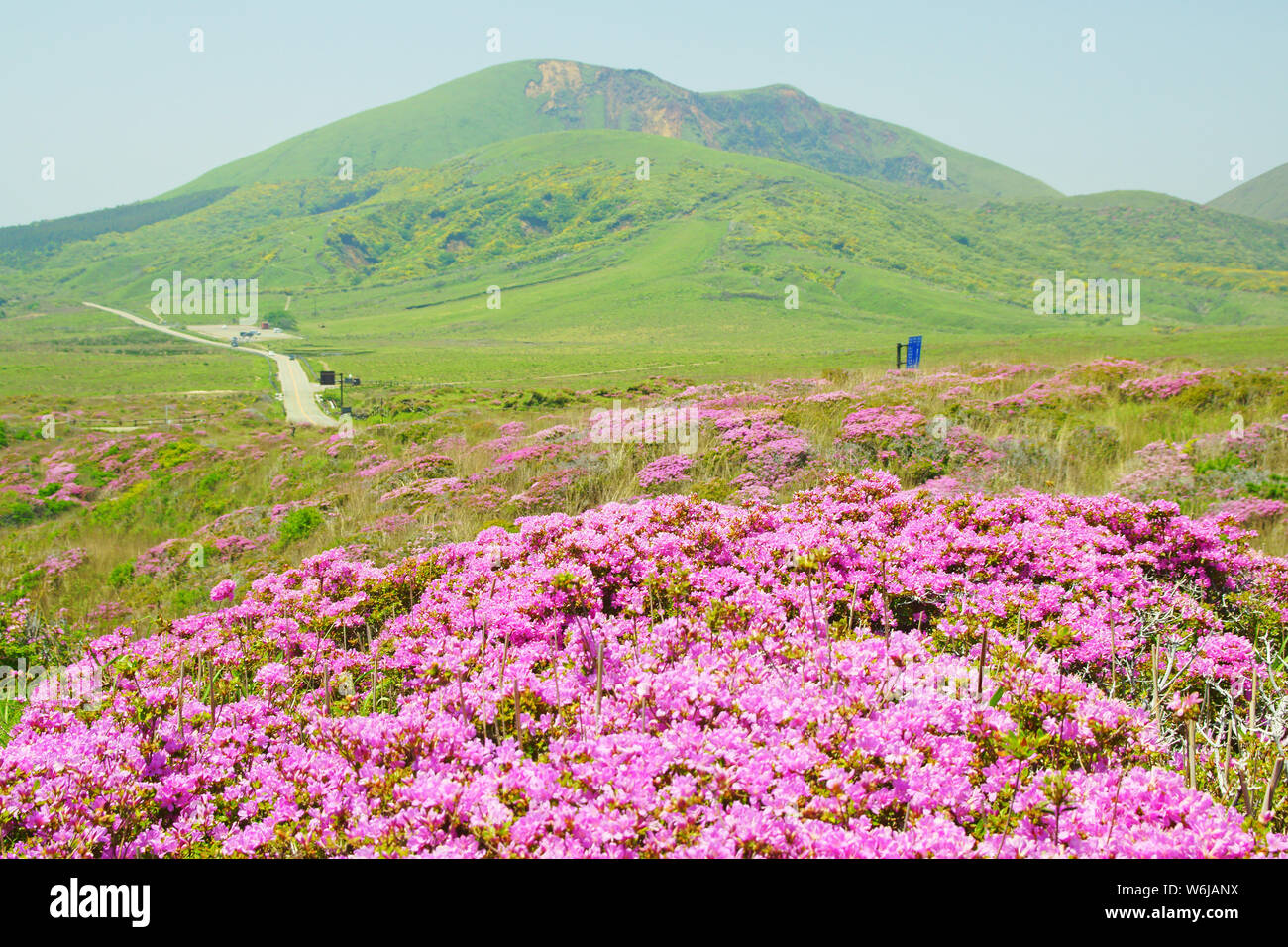 Mt. Kijima and Kyushu Azalea Stock Photo - Alamy