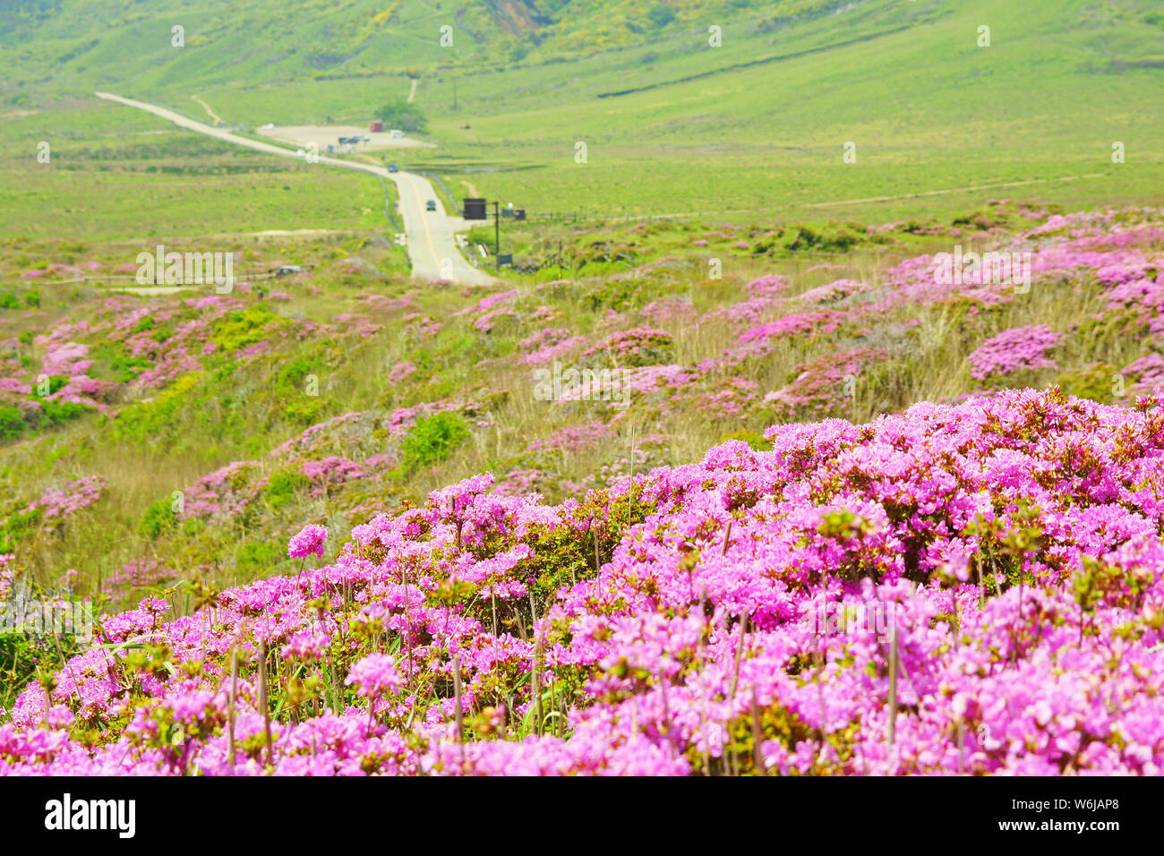 Kyushu azalea hi-res stock photography and images - Alamy