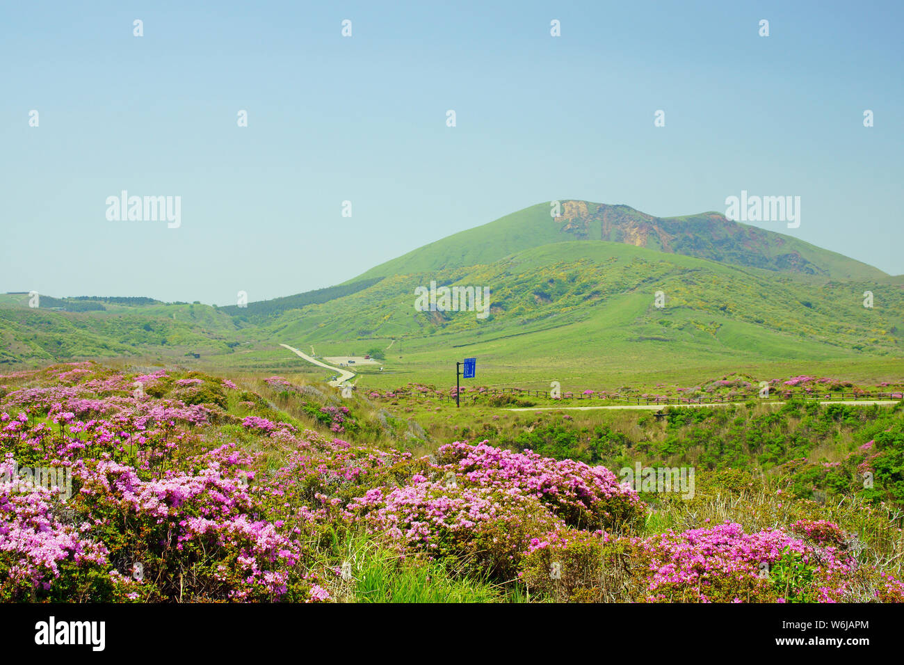 Kyushu flower hi-res stock photography and images - Alamy