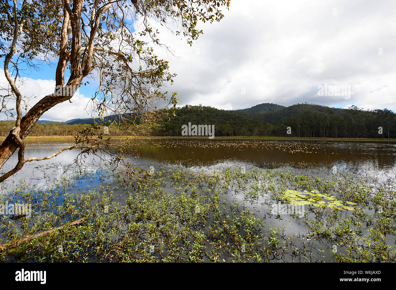 View of Hasties Swamp National Park, a birdwatching destination ...