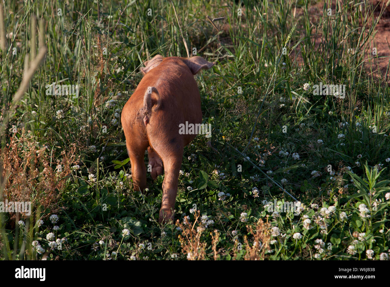 backside of a brown pig in among grass meadow Stock Photo - Alamy
