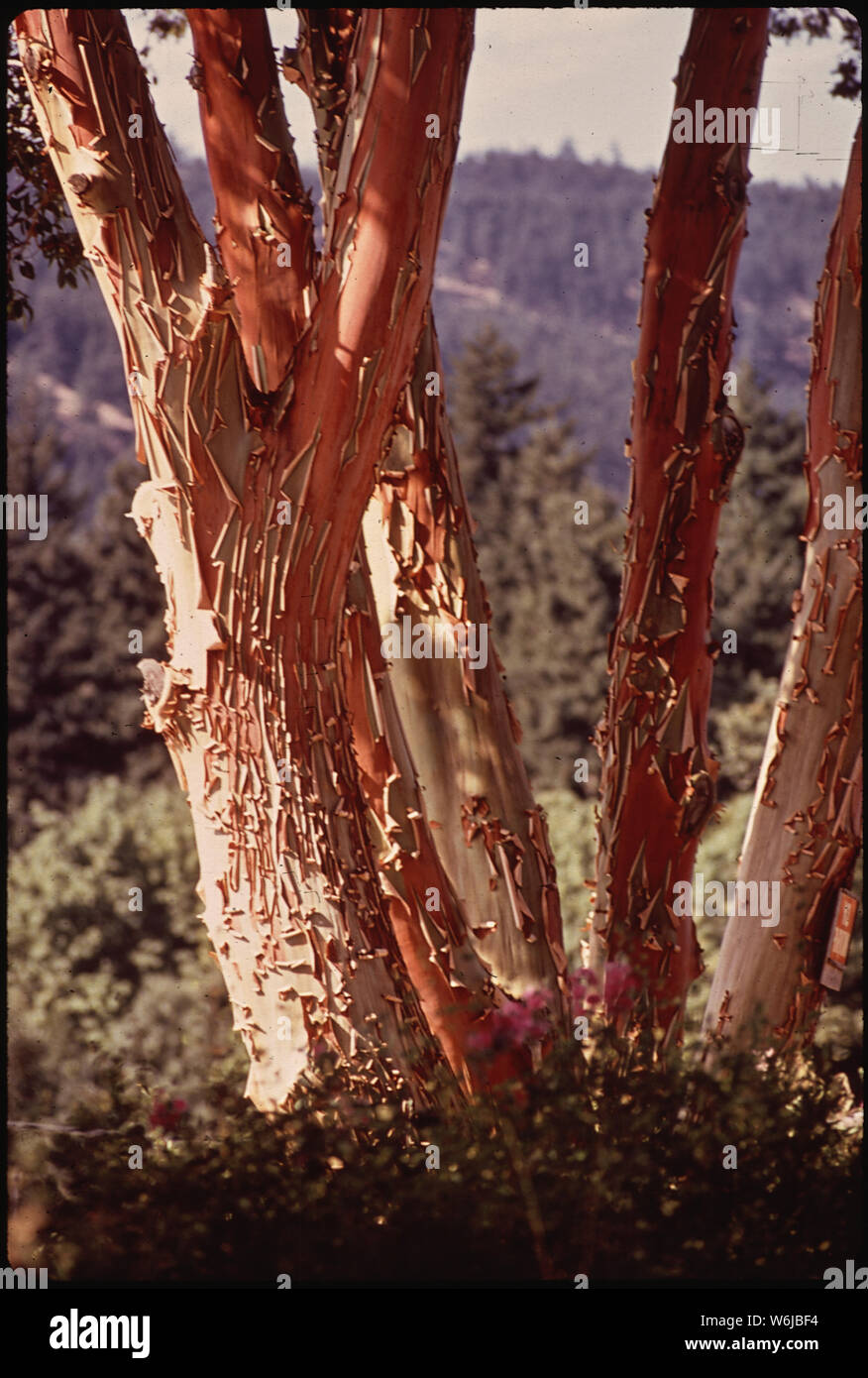 MADRONE TREES WITH PEELING BARK Stock Photo - Alamy
