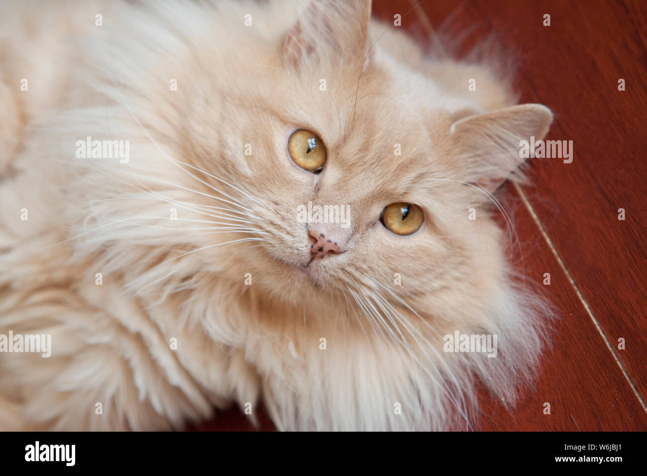 Close up portrait of the face of an orange cat with a furry mane Stock ...